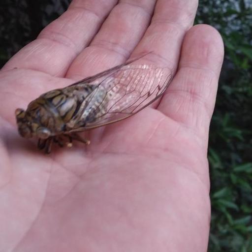 Giant Cicada (Quesada Gigas) Insect Identification Guide, Habitat & Facts
