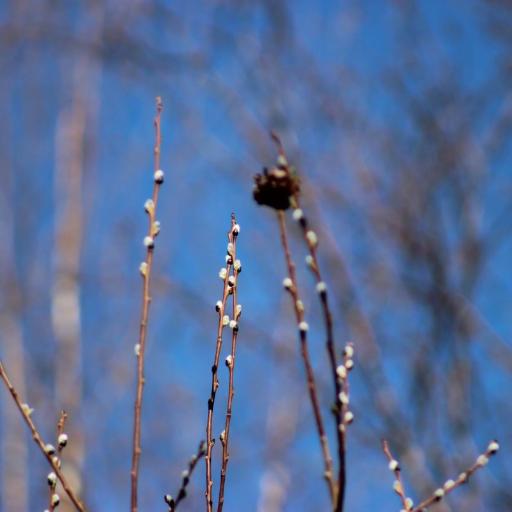 Willow Rose Gall Midge (Rabdophaga Rosaria) Insect Identification Guide ...