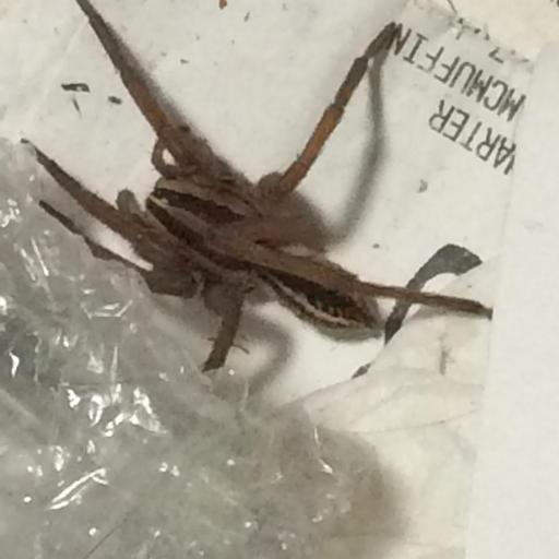 Rabid Wolf Spider (Rabidosa Rabida) Insect Identification Guide ...