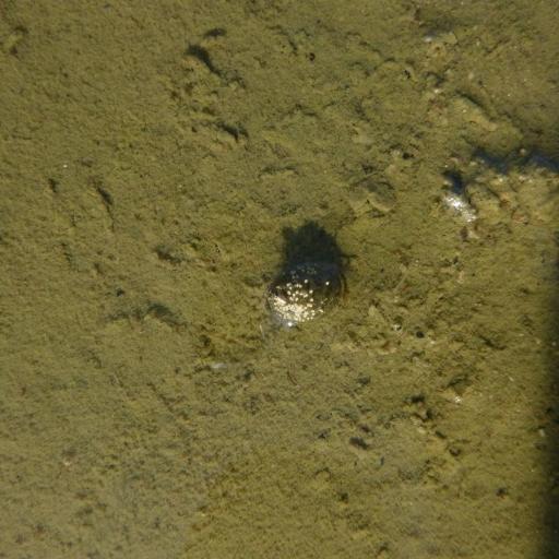 Big-Eared Radix (Radix Auricularia) Insect Identification Guide ...