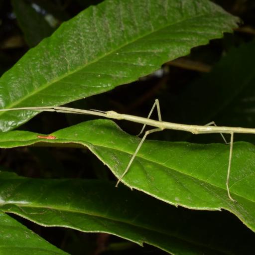 Branchlet Stick-insects (Ramulus) Insect Identification Guide, Habitat ...