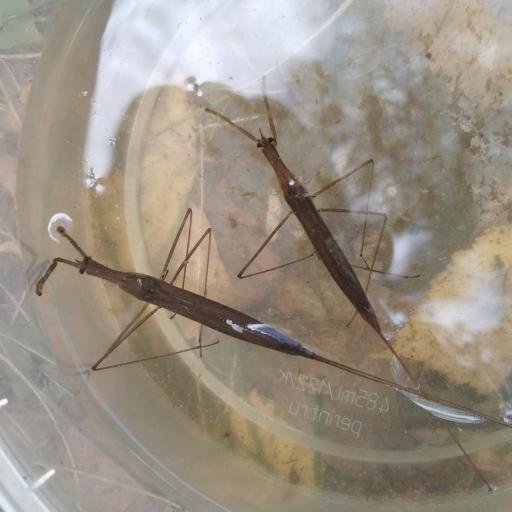 Broad Scarlet (Crocothemis Erythraea) Insect Identification Guide ...