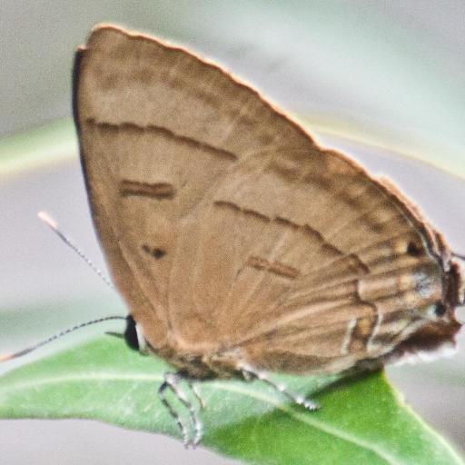 Flashes (Rapala) Insect Identification Guide, Habitat & Facts