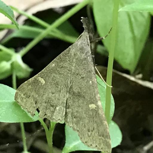 Renia Moths (Renia) Insect Identification Guide, Habitat & Facts