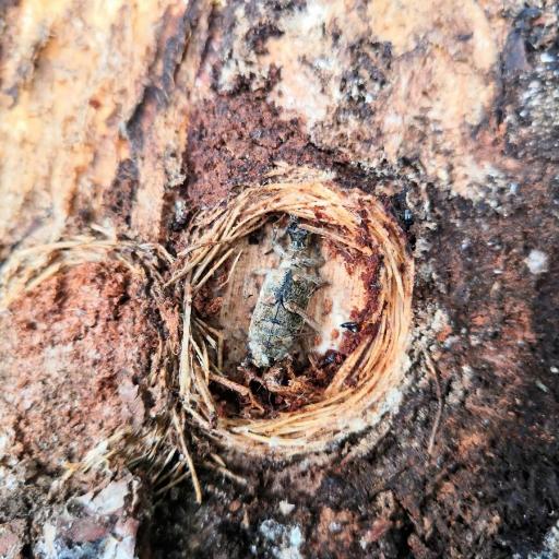 Ribbed Pine Borer (Rhagium Inquisitor) Insect Identification Guide ...