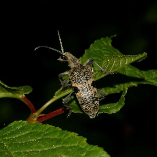 Blackspotted Longhorn Beetle (Rhagium Mordax) Insect Identification ...