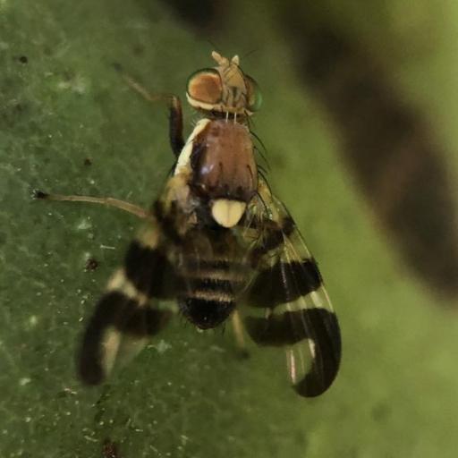Walnut Husk Fly (Rhagoletis Completa) Insect Identification Guide ...
