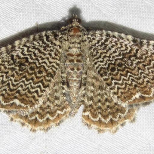 Scallop Shell Moth (Rheumaptera Undulata) Insect Identification Guide ...