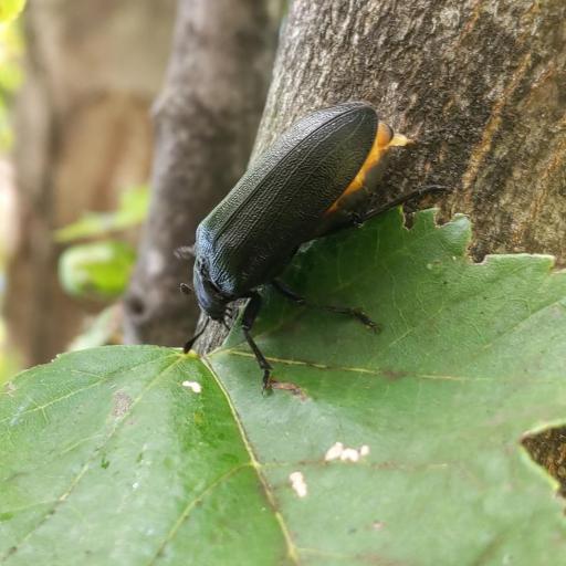 Cicada-Parasite Beetles (Rhipiceridae) Insect Identification Guide ...