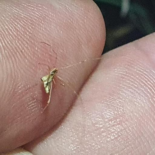 Stretched Thief Spiders (Rhomphaea) Insect Identification Guide ...