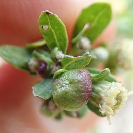 Coyote Brush Bud Gall Midge (Rhopalomyia Californica) Insect ...