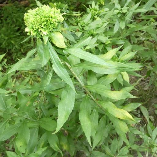 Giant Goldenrod Bunch Gall Midge (Rhopalomyia Capitata) Insect ...