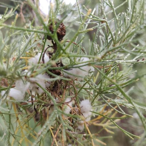 Sagebrush Woolly Stem Gall Midge (Rhopalomyia Floccosa) Insect ...
