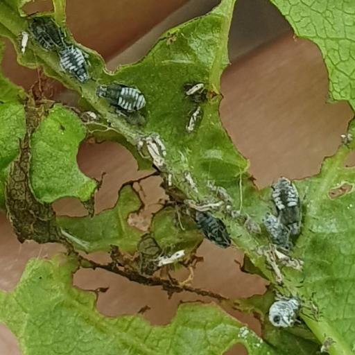 Bird Cherry-oat Aphid (Rhopalosiphum Padi) Insect Identification Guide ...