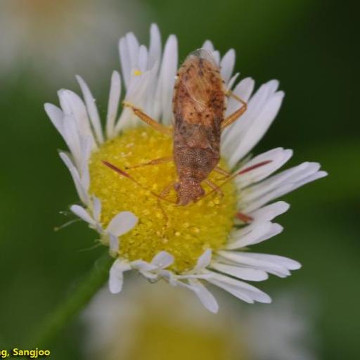 Marsh Rhopalid (Rhopalus Maculatus) Insect Identification Guide ...
