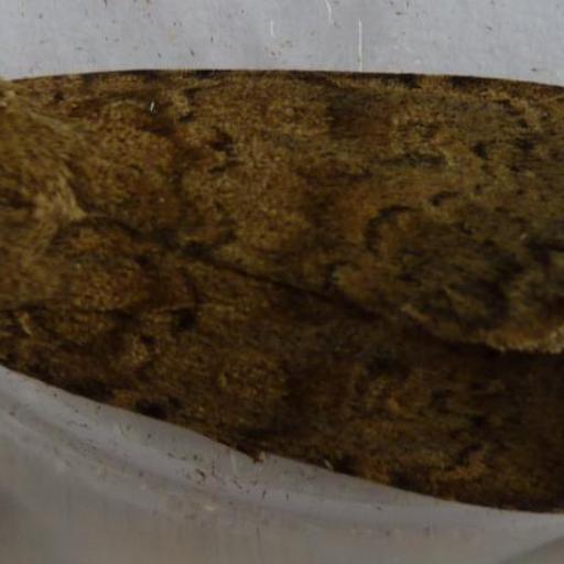 Dotted Rustic (Rhyacia Simulans) Insect Identification Guide, Habitat ...