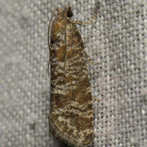 Spotted Shoot Moth (Rhyacionia Pinivorana) Insect Identification Guide ...