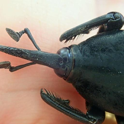 South American Palm Weevil (Rhynchophorus Palmarum) Insect ...