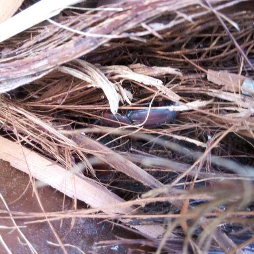 Killer Shrimp (Dikerogammarus Villosus) Insect Identification Guide ...