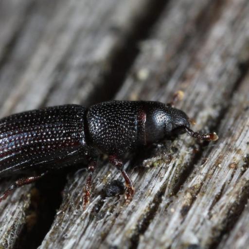 Devil's Coach Horse Beetle (Ocypus Olens) Insect Identification Guide ...