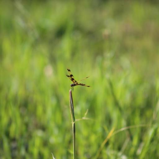 Graphic Flutterer (Rhyothemis Graphiptera) Insect Identification Guide ...