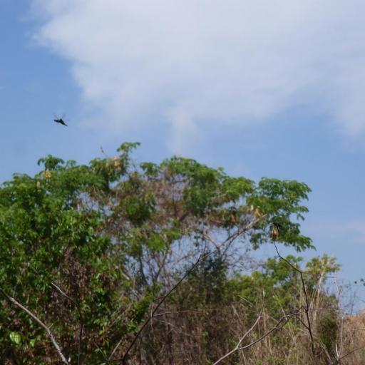 Phantom Flutterer (Rhyothemis Semihyalina) Insect Identification Guide ...