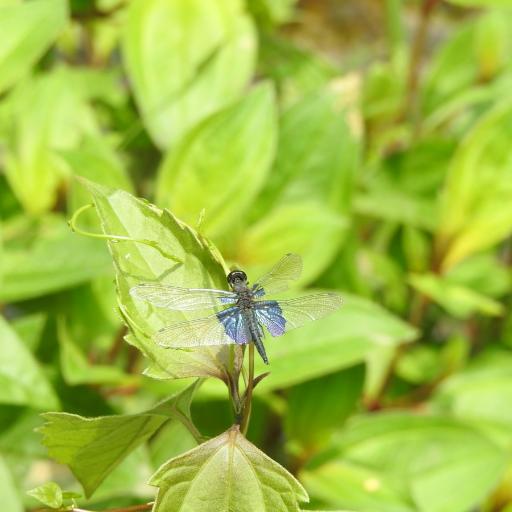 Asian Sapphire Flutterer (Rhyothemis Triangularis) Insect ...