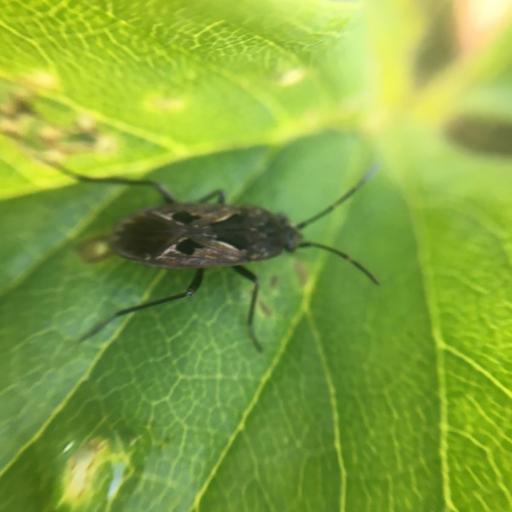Black-spotted Groundbug (Rhyparochromus Pini) Insect Identification ...