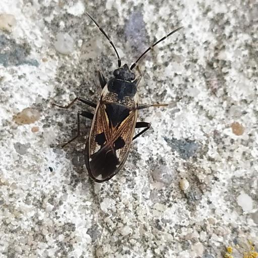 Bright-spotted Groundbug (Rhyparochromus Vulgaris) Insect ...