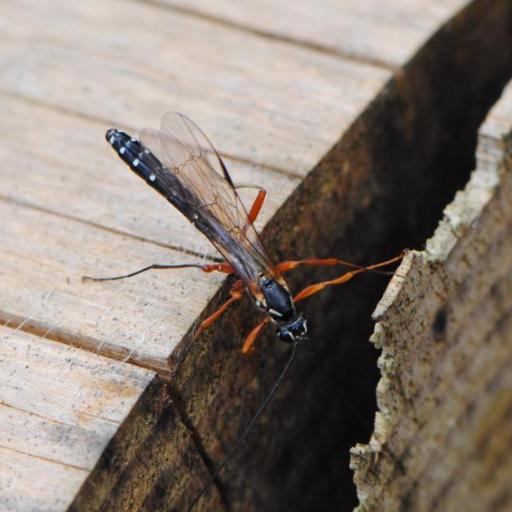 Sabre Wasp (Rhyssa Persuasoria) Insect Identification Guide, Habitat ...