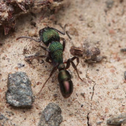Virginian Tiger Moth (Spilosoma Virginica) Insect Identification Guide ...