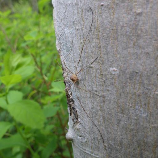 Spring Harvestman (Rilaena Triangularis) Insect Identification Guide ...