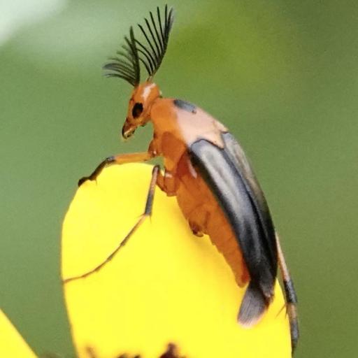 Wedge-shaped Beetles (Ripiphoridae) Insect Identification Guide ...