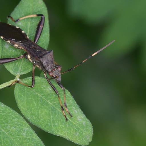 Atlas Beetles (Chalcosoma) Insect Identification Guide, Habitat & Facts