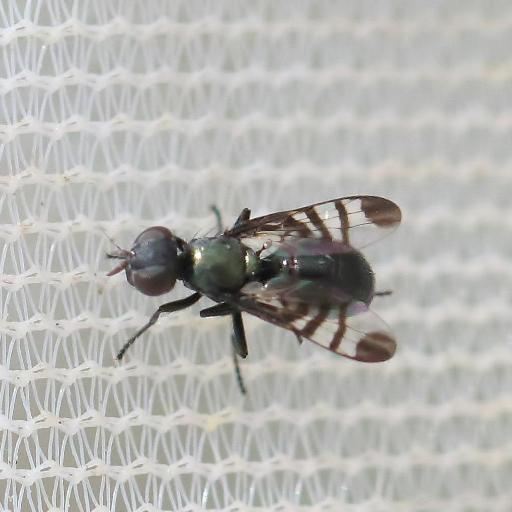 Rivellia Insect Identification Guide, Habitat & Facts