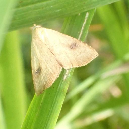 Straw Dot (Rivula Sericealis) Insect Identification Guide, Habitat & Facts