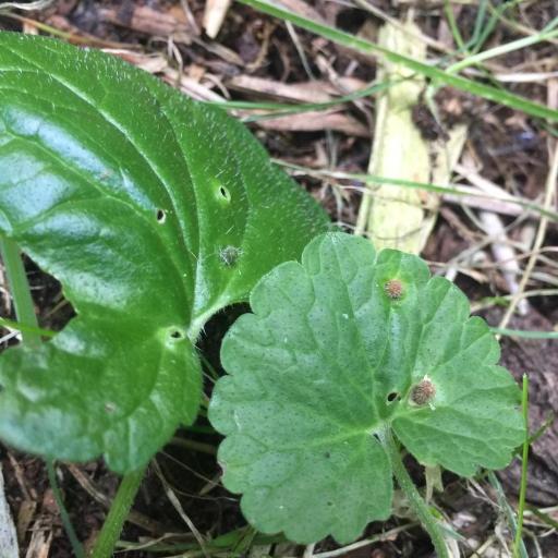 Lighthouse Gall (Rondaniola Bursaria) Insect Identification Guide ...