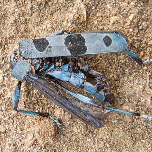 Alpine Longhorn Rosalia (Rosalia Alpina) Insect Identification Guide ...