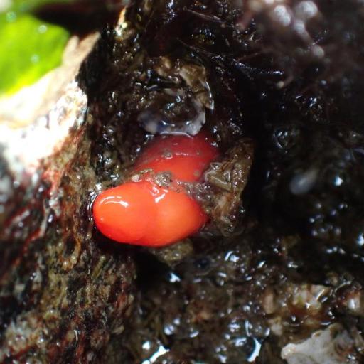 Red Sponge Dorid (Rostanga Pulchra) Insect Identification Guide ...