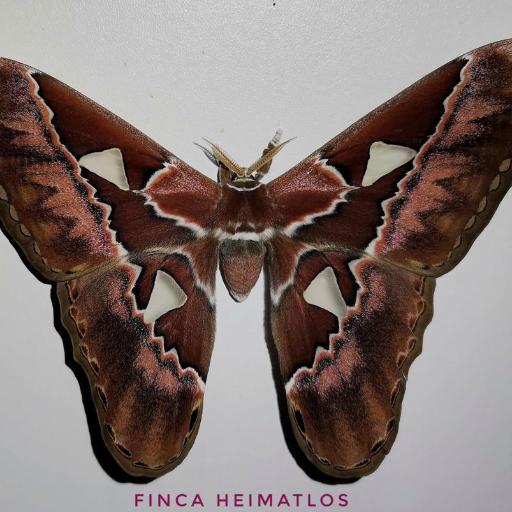 Rothschildia Insect Identification Guide, Habitat & Facts