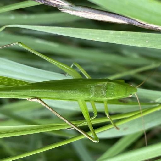 Large Conehead (Ruspolia Nitidula) Insect Identification Guide, Habitat ...