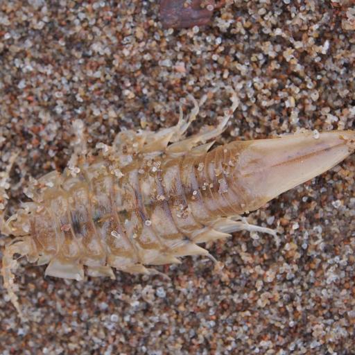 Saduria Entomon Insect Identification Guide, Habitat & Facts