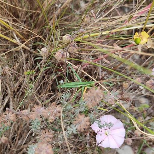 Predatory Bush-Cricket (Saga Pedo) Insect Identification Guide, Habitat ...