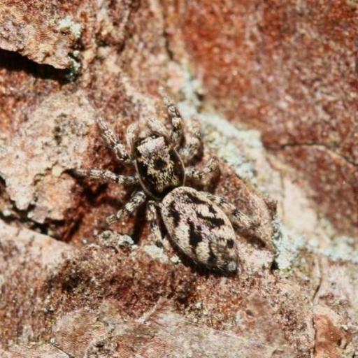 Narrow-Banded Zebra Spider (Salticus Cingulatus) Insect Identification ...