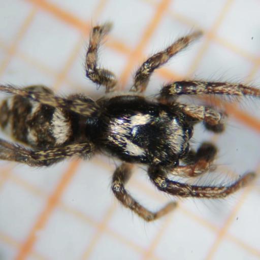 Zebra Jumping Spider (Salticus Scenicus) Insect Identification Guide ...