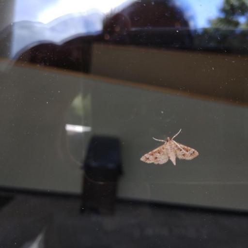 Samea Insect Identification Guide, Habitat & Facts