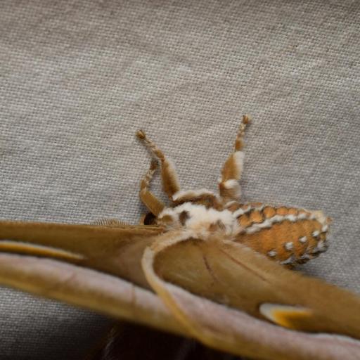 Ailanthus Silkmoth (Samia Cynthia) Insect Identification Guide, Habitat ...