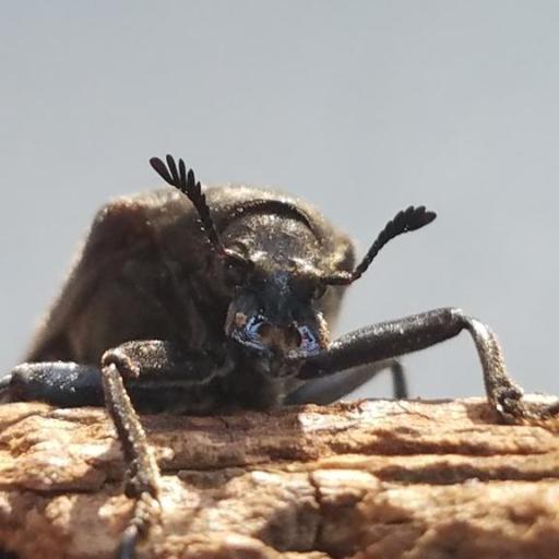 Cedar Beetle (Sandalus Niger) Insect Identification Guide, Habitat & Facts