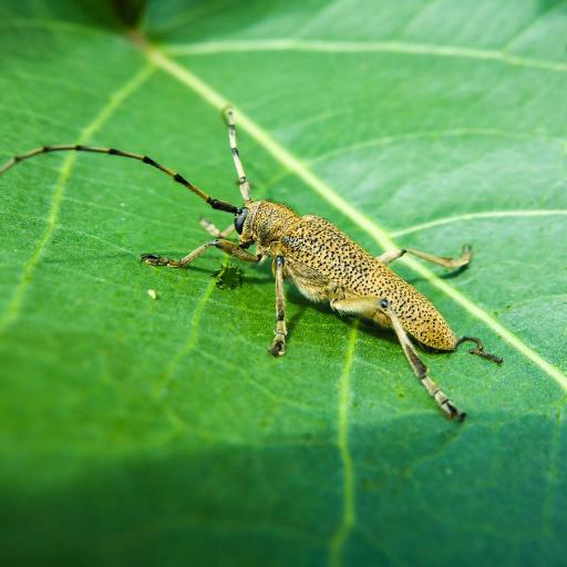Poplar Borer (Saperda Carcharias) Insect Identification Guide, Habitat ...