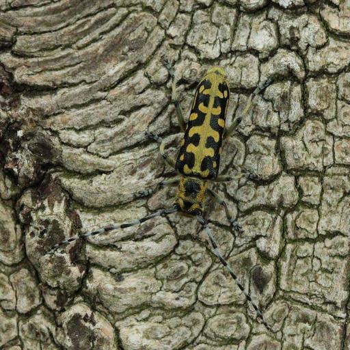 Ladder-Marked Longhorn Beetle (Saperda Scalaris) Insect Identification ...